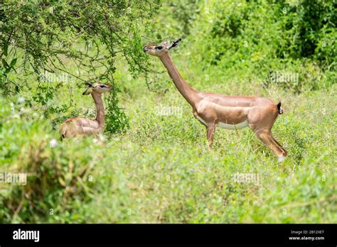 Female Gerenuk Litocranius Walleri With Her Young Eating Leaves Of