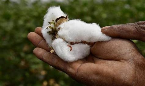 sexyplant can gmo crops that produce insect sex pheromones replace