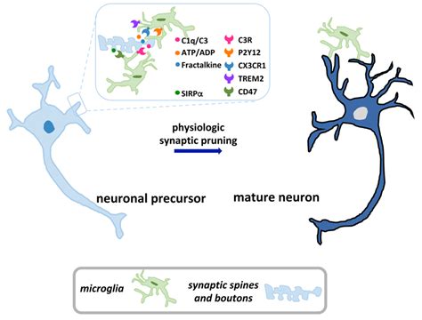 Synaptic Pruning