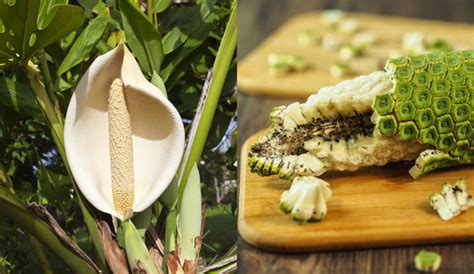 Piedra De Roseta Curiosidades Sobre La Clave Que Nos Permitió Entender La Antigüedad