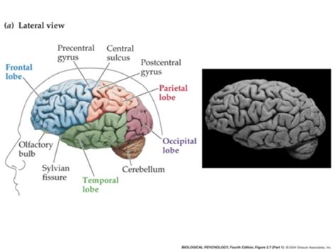 Executive Dysfunction Flashcards Quizlet