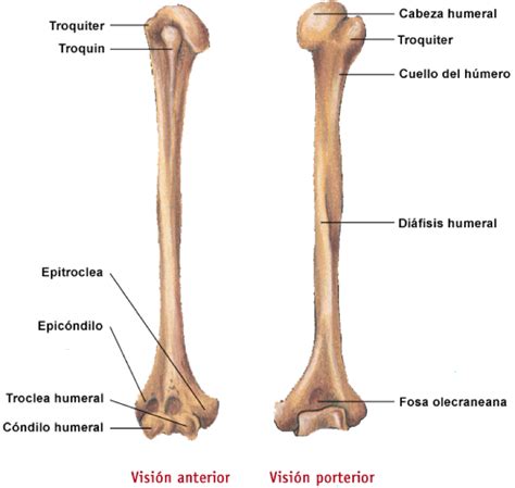 Anatomía Radiológica Del Brazo Radiología And Salud