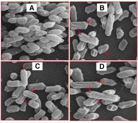 화학물질 처리에 의한 박테리아 고스트 제조방법 Method For Preparing Bacterial Ghosts By The Treatment With Chemical