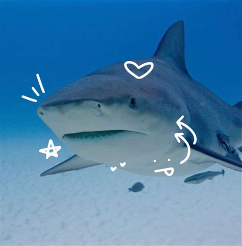 𓆝 𓆟 𓆞 Shark Cute Shark Shark Pictures