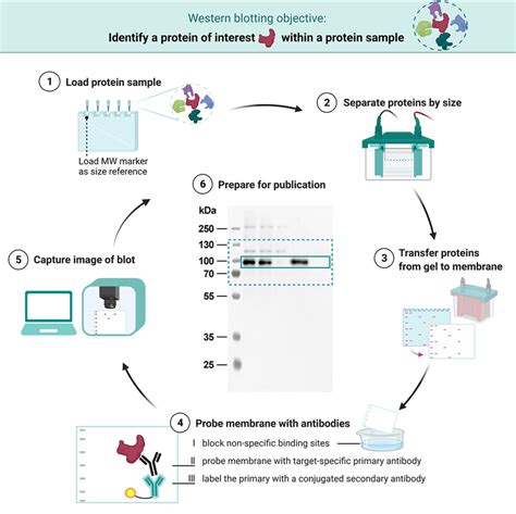 Western Blot From Gel To Publication Western Blotting Is A Standard Download Scientific