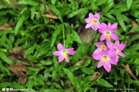 风雨兰摄影图花草生物世界摄影图库昵图网