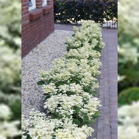 Hydrangea Early Evolution Panicle Hydrangea Sugar Creek Gardens