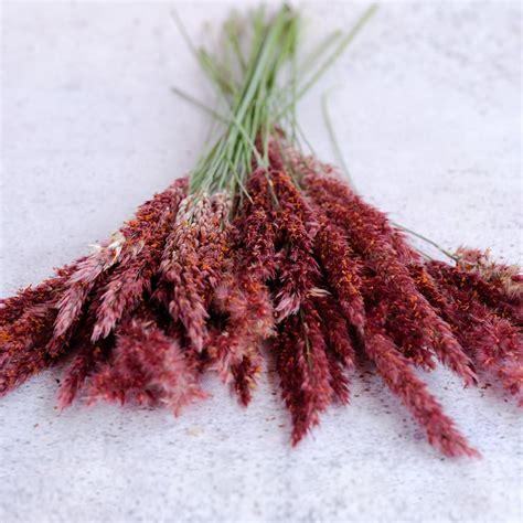 Savannah Grass Seeds Rareseeds