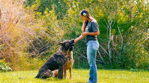 Mastering Dog Behavior Modification A Step By Step Training Guide