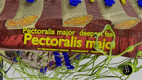 Artstation 3d Breast Cancer Model Resources