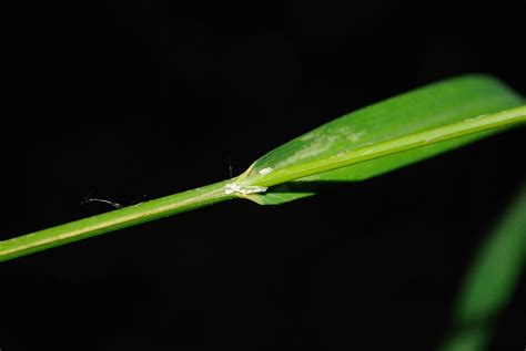 Floating Mannagrass Search Native Plant Hub