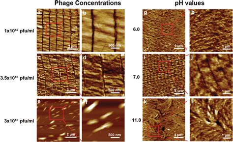 Surface Morphologies Of Wild‐type Phage Films Assembled Form Wild‐type
