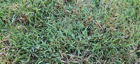 Bentgrass An Invasive Lawn Invader And How To Control It