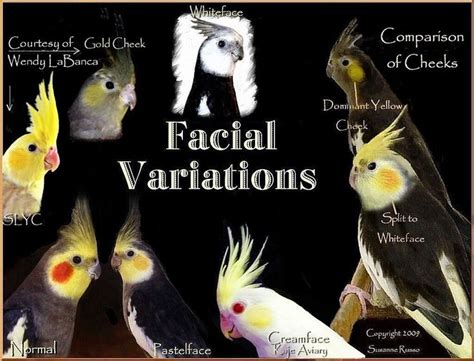 Cockatiel Colors Chart 9 Types Of Cockatiel Varieties And Color Mutations With Pictures Dmydid