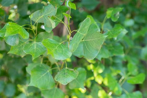 Care For Lombardy Poplar Trees Pollarding Lombardy Poplar Tree