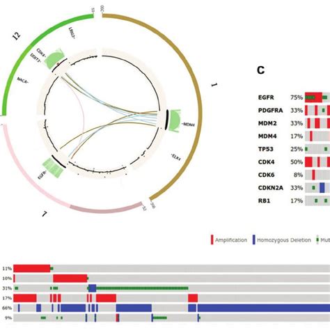 Amplification Of Key Regulators Of The Tp53 And Rb1 Pathways Are Tied Download Scientific