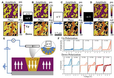 Elastic Properties And Ion Mediated Domain Switching Of Self Assembled