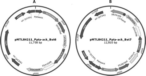 Physical Map Of Plasmids Containing Genes Of Recombinant Butyrate