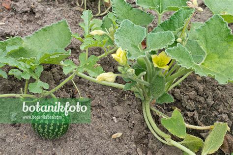 Colocynth Citrullus Colocynthis Botanikfoto Picture Library Plant