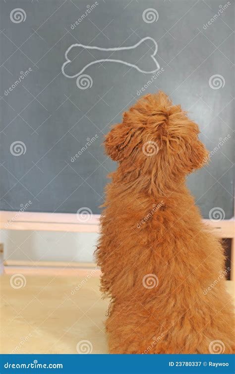 Dog Having Class Stock Image Image Of Brown Purebred 23780337