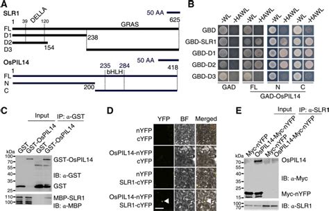 Phytochrome Interacting Factor Like14 And Slender Rice1 Interaction