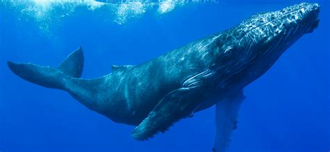 Humpback Whale Watching On Maui Maui Whale Watching Faq