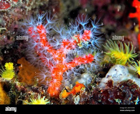 Red Coral Corallium Rubrum In The Mediterranean Sea Dive Site Cap De