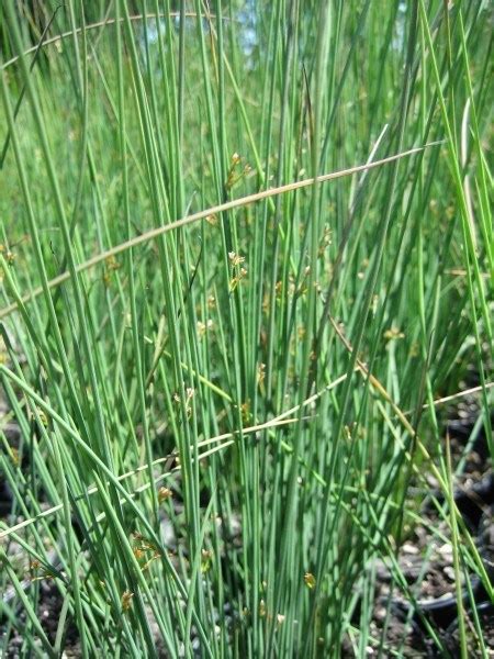 Juncus Patens Sevenoaks Native Nursery