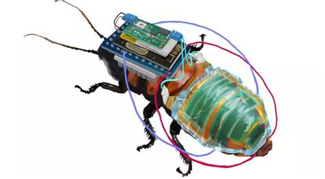 Scientists Connect Cockroach Bodies With Electronics To Control Them