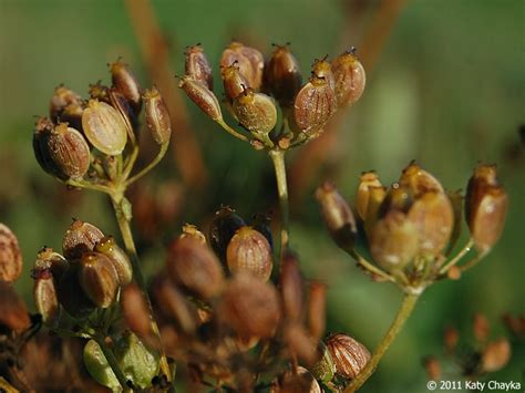Pastinaca Sativa Wild Parsnip Minnesota Wildflowers