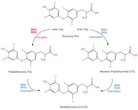 Selenoproteins In Health