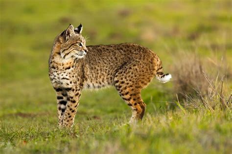 Living Species Bobcat Iucn Catsg