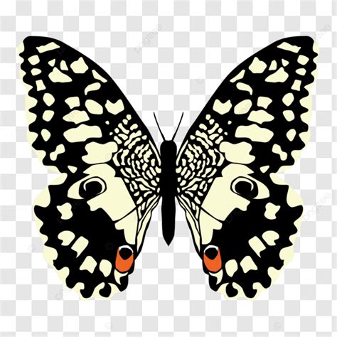 Exotic Hand Drawn Butterflies Vector Decorative Symbol Butterfly Png