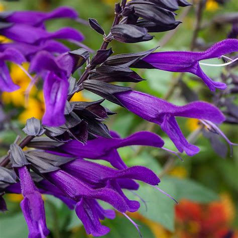 Yougarden Salvia Amistad Established Plant In 3 Litre Pot Deep