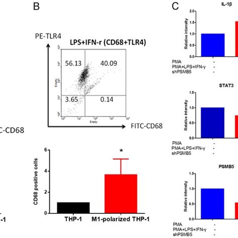 Pma Lps And Ifn γ Treatment Promoted Thp 1 Cells Differentiation To M1