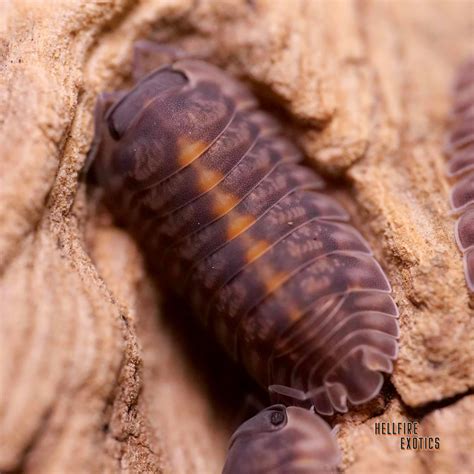 X10 Cubaris Tung Song Isopod By Hellfire Exotics Morphmarket