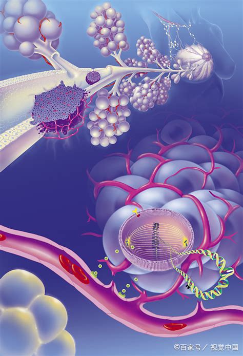 什么是纺锤体？纺锤体有什么功能？