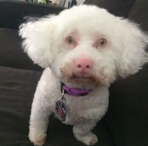 Dog That Looks Like A Human My Dogs As People Rmidjourney
