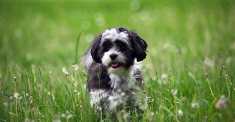 At What Age Is A Maltese Shih Tzu Full Grown