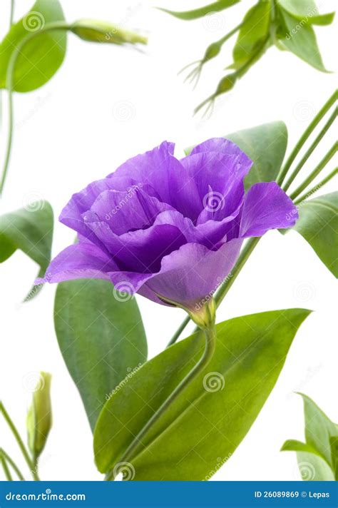 Eustoma Flower Stock Image Image Of Plant Floral Lisianthus 26089869