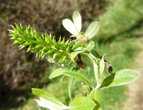 Yellow Willow Photos Page 1