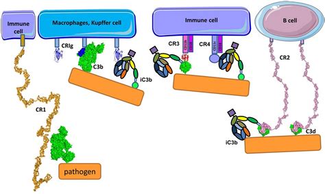 Antibody Mediated Opsonization And Phagocytosis
