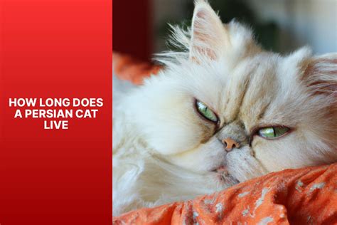 Persian Cat Lifespan Facts And Information For Persian Cat Owners