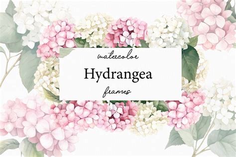 Hydrangea Watercolor Frames Pink Floral Hydrangea Png