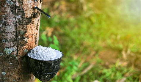 How To Make Rubber From A Rubber Tree At Tami Lumley Blog