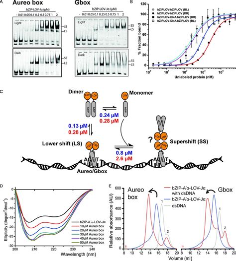 Aureochrome Binds Acgt Sequence Independent Of Light A Increasing