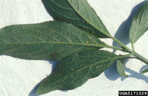 Euonymus Scale Ornamentals Hotline