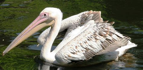 Pelecaniformes Herons Ibises And Allies Bird Phylogeny