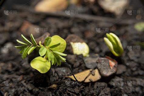 一颗火红种子的诞生