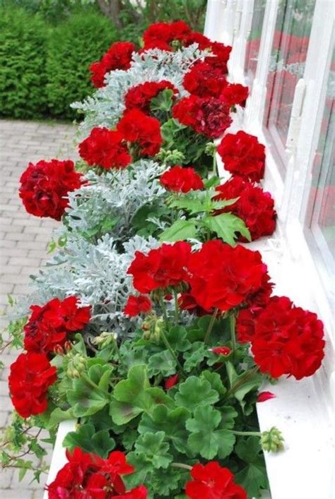 Red Geraniums With Dusty Miller Container Gardening Flowers